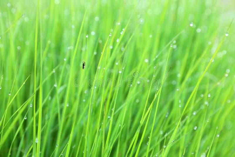 Drops of Morning Dew and an Insect on the Green Grass Stock Image ...
