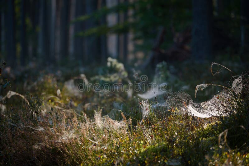 COBWEB stock image. Image of pitfall, forest, life, environment - 297905675