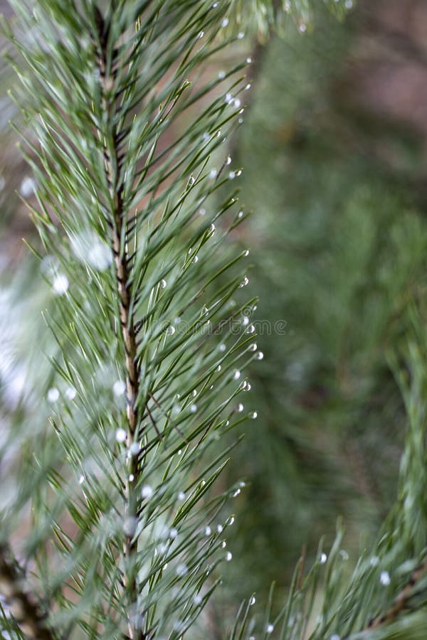Drops on Pine Needles in the Forest after the Rain, Horizontal Stock ...