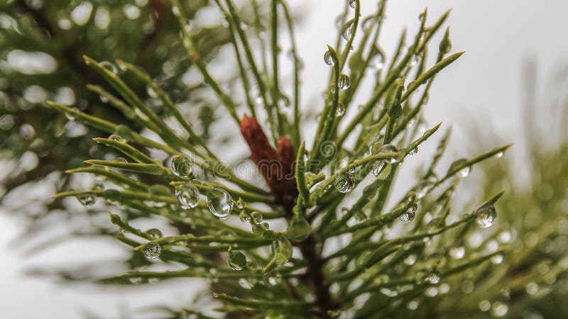 Drops on the pine tree stock image. Image of drops, detail - 63730271