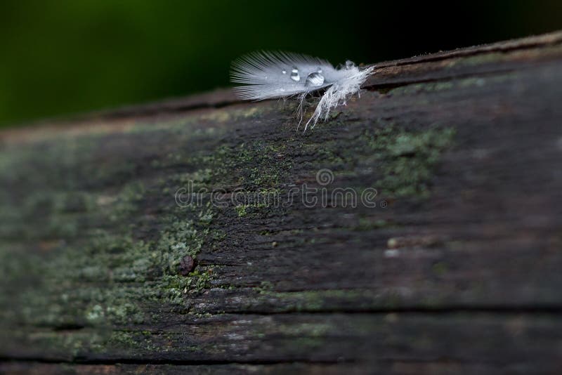 Drops of of Rain on Bird Feathers Stock Image - Image of feather ...