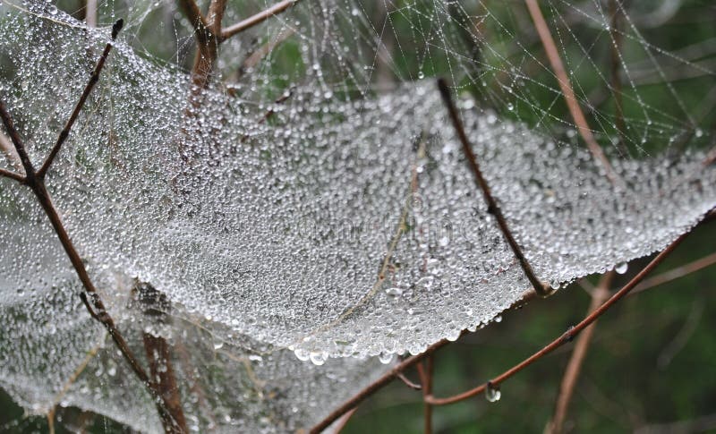 Rain on the web stock photo. Image of forest, rain, drops - 103495940