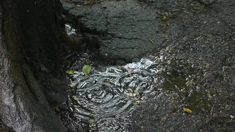 Drops of Rain Drip into a Puddle Near the Tree Stock Footage - Video of ...