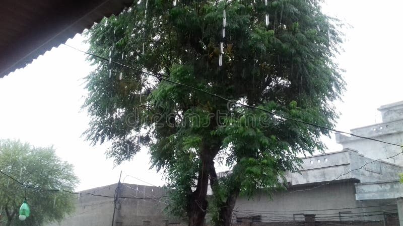 Drops of Rain and a Green Big Tree with the Buildings in Background in ...