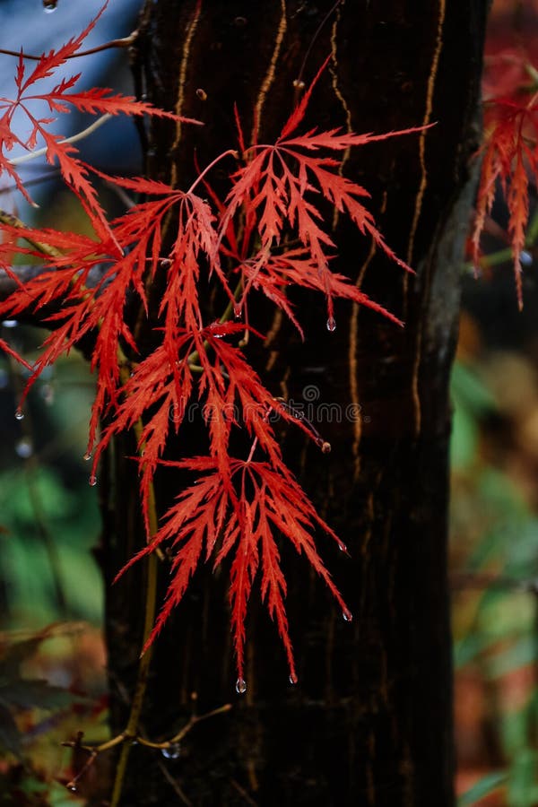 Drops of Rain on the Leaves of Red Maple Stock Image - Image of leaves ...
