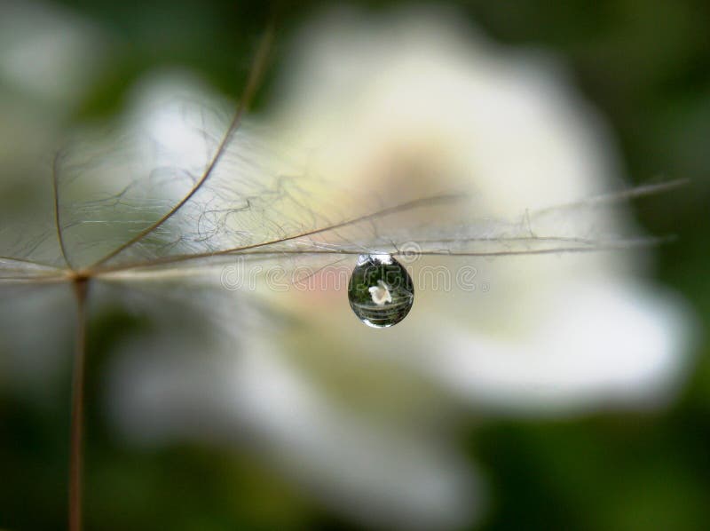 Drop of rain stock photo. Image of rain, macro, flower - 100916584