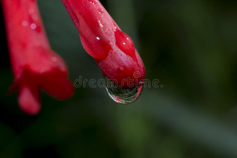 Drops on red flowers stock image. Image of orange, plant - 88689881