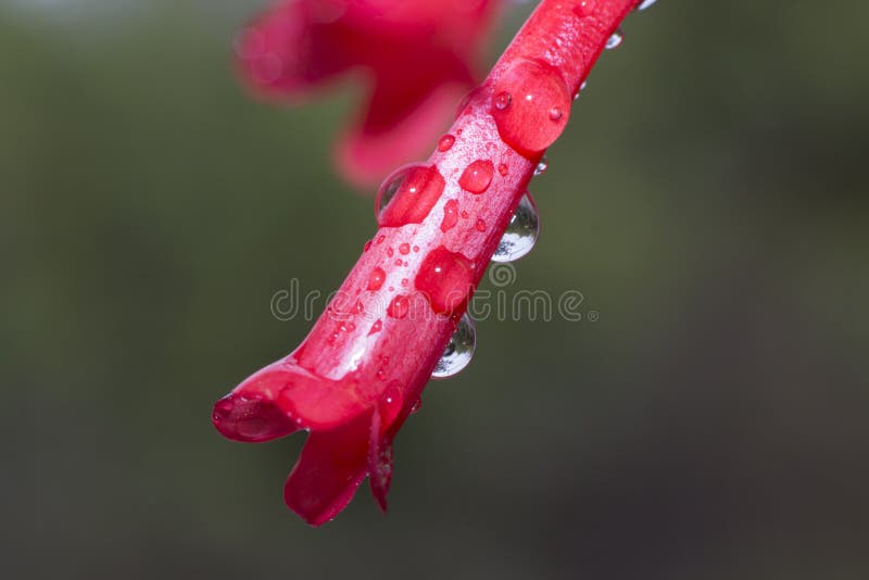 Drops on red flowers stock photo. Image of drop, pink - 88690002