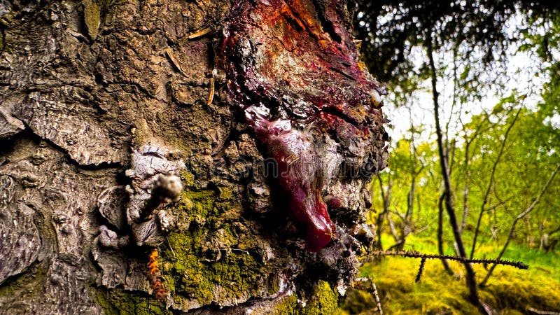 Drops of Resin on a Cut Pine Branch. Tree Resin on Coniferous Trees ...