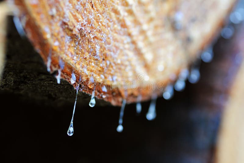Drops of Resin Fall from a Trunk Stock Photo - Image of forest, circle ...