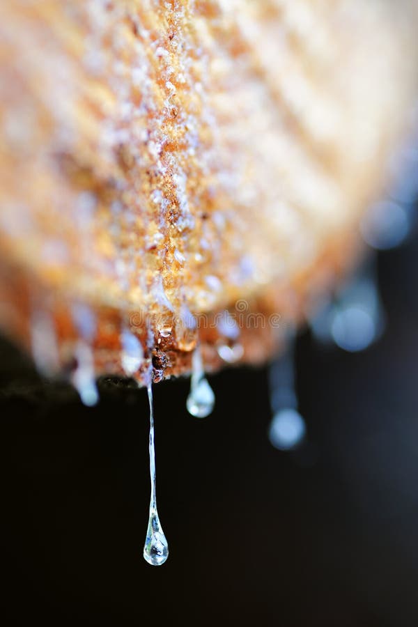 Drops of Resin Fall from a Trunk Stock Image - Image of resin, pine ...