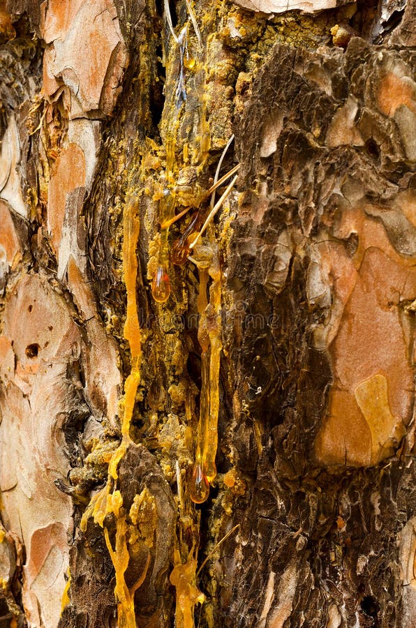 The Drops of Resin Flow Down on the Bark of Pine-tree Stock Image ...