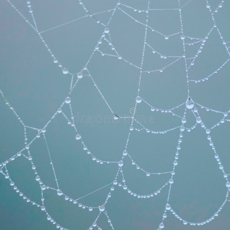 Drops on the spider web stock photo. Image of spider - 138357256