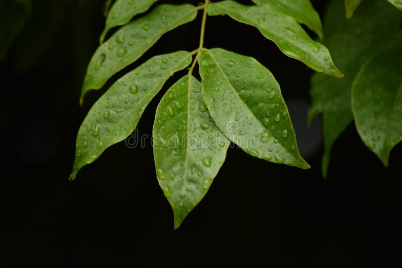 Spring rain on greenery stock photo. Image of enjoys - 104338504