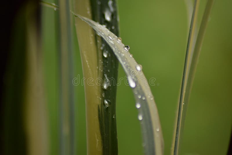 Spring Rain on Greenery, in the Garden Stock Photo - Image of garden ...