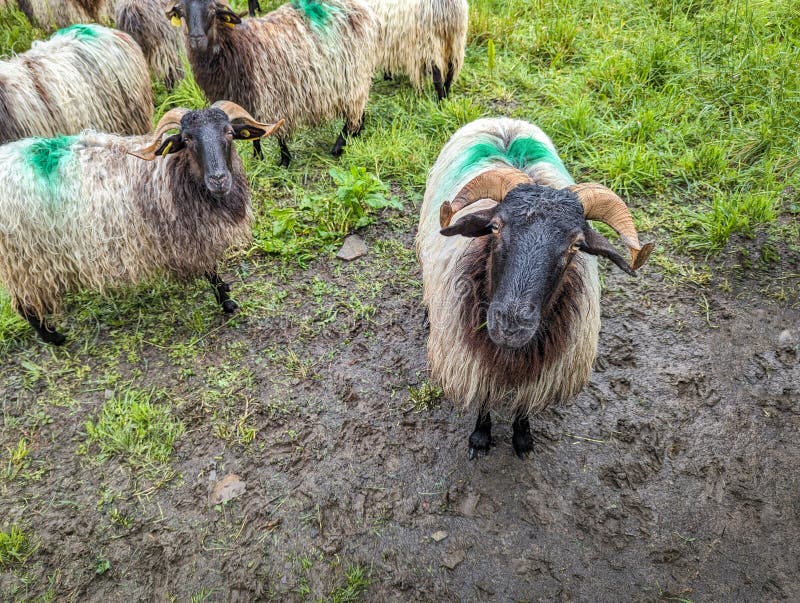 Between the Drops of the Storm: Sheep Soaked in the Muddy Pasture Stock ...