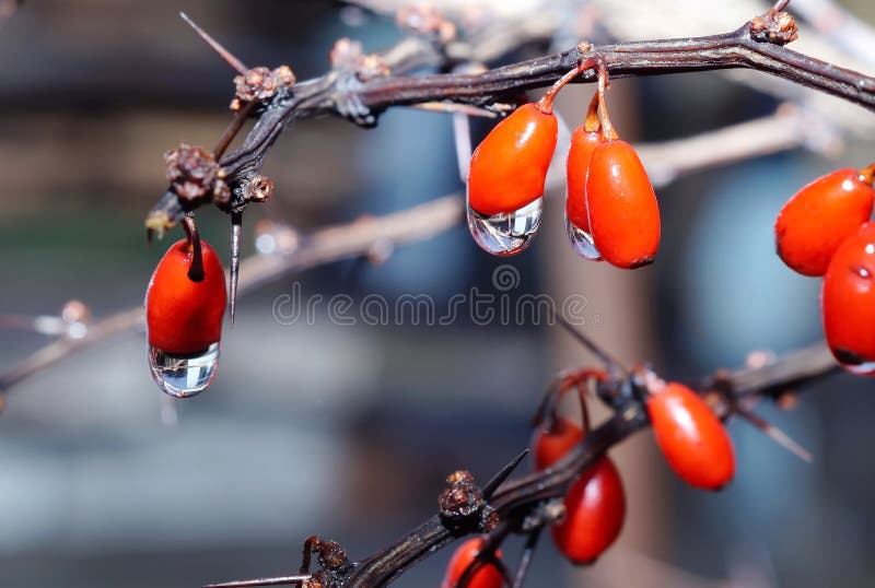 Drops of Water on the Berries Stock Photo - Image of rain, nature: 49595468