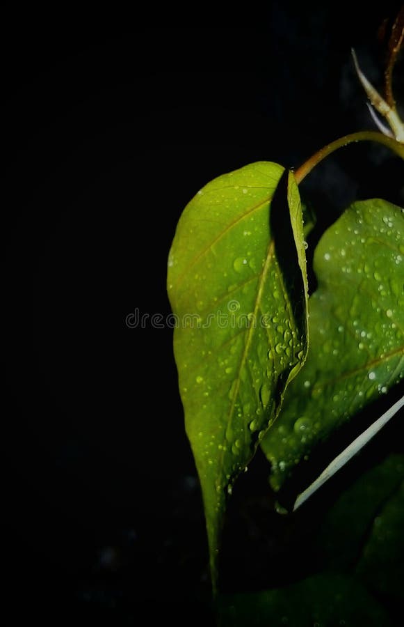 711 Boo Leaves Stock Photos - Free & Royalty-Free Stock Photos from ...