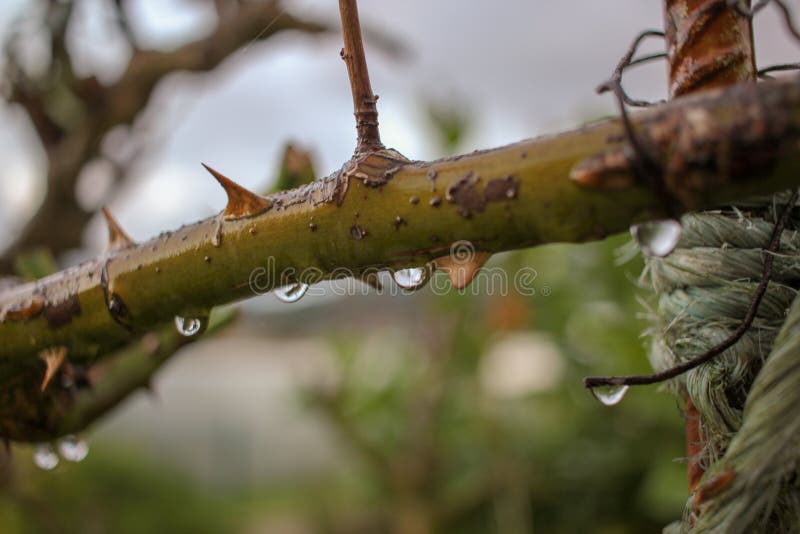 Drops from Water in Branch from Rose Tree Stock Image - Image of leaf ...