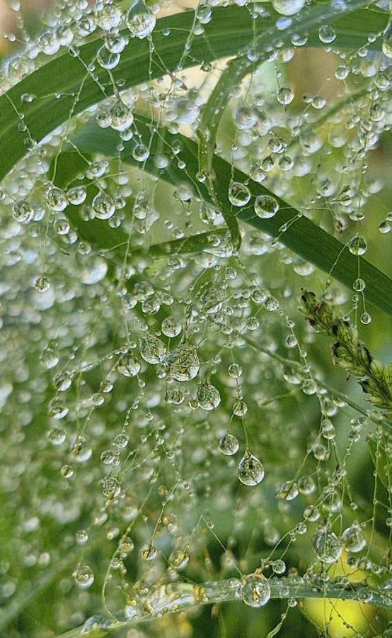 Drops of Water, Dew Drops, Water, Nature, Water Droplets, Grass, Water ...