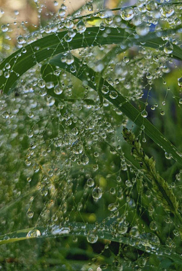 Drops of Water, Dew Drops, Water, Nature, Water Droplets, Grass, Water ...