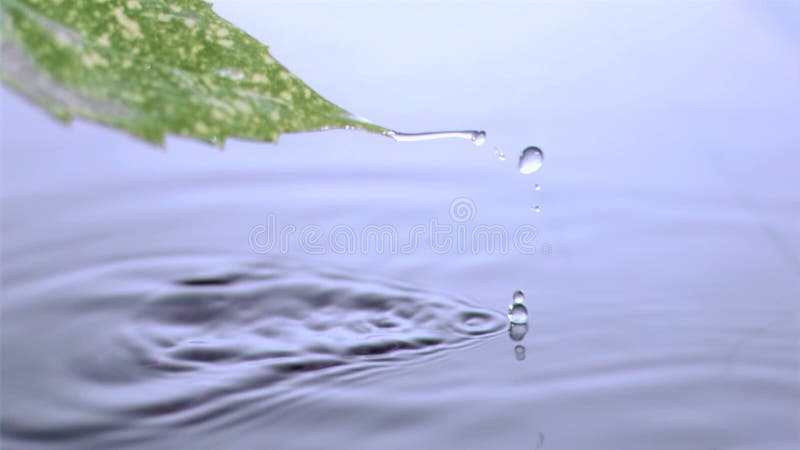 Drops Water Elapsing in Super Slow Motion from the Leaf Stock Footage ...