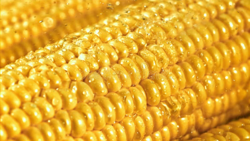 Drops of Water Fall on the Corn. Filmed on a High-speed Camera at 1000 ...