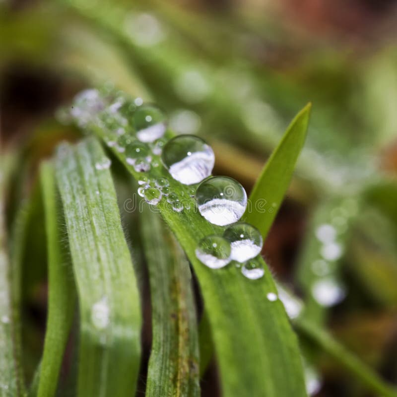 Drops of Water on Grass Blades Stock Photo - Image of nature, blade ...