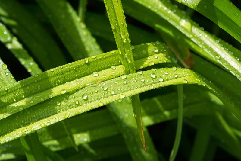 Drops of Water on the Grass, after a Summer Rain Moisture Condensed ...