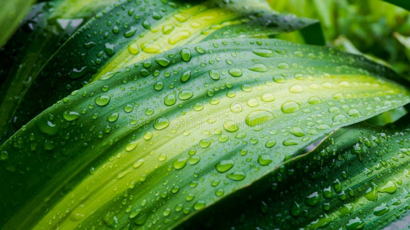 Drop of Dew in Morning on Leaf with Sun Light. Close-up of a Leaf and ...