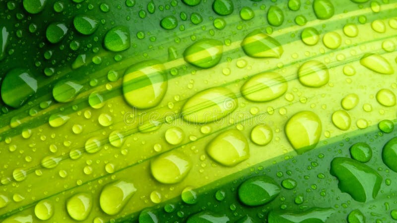 Drop of Dew in Morning on Leaf with Sun Light. Close-up of a Leaf and ...