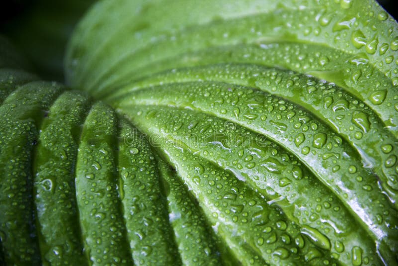Drops of water on leaf stock image. Image of beauty, season - 73893907