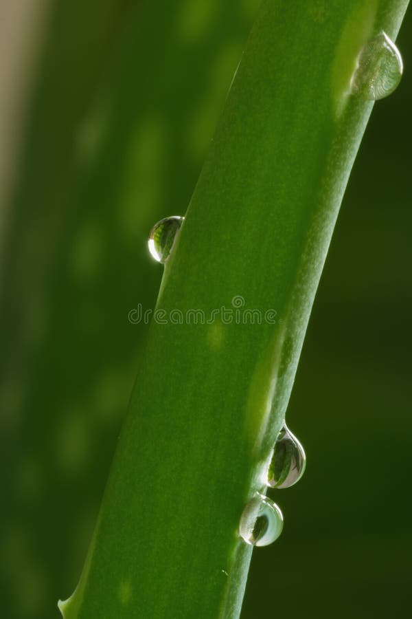 Drops of Water on Leaf Stalk Stock Photo - Image of foliage, drops ...