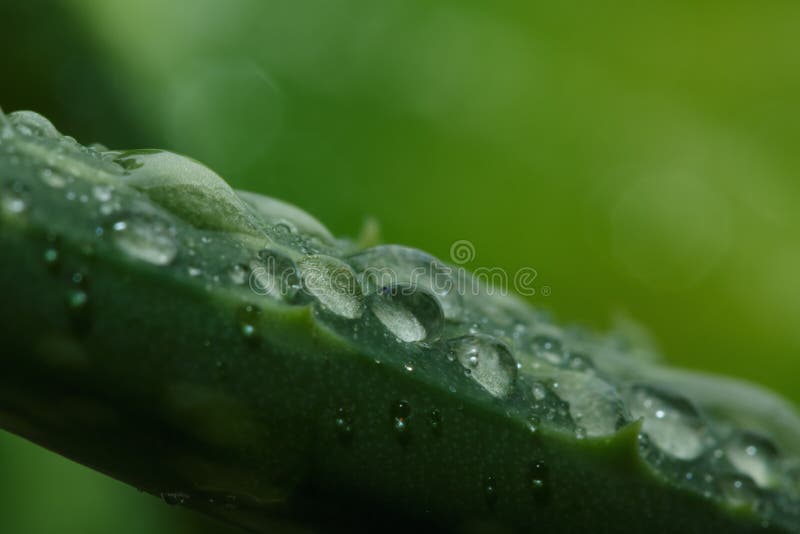 Drops of Water on Leaf Stalk Stock Image - Image of droplets, colorful ...
