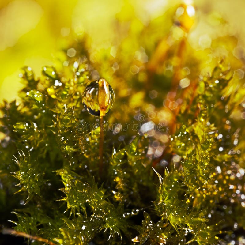 Drops of water on the moss stock photo. Image of tranquil - 28748964