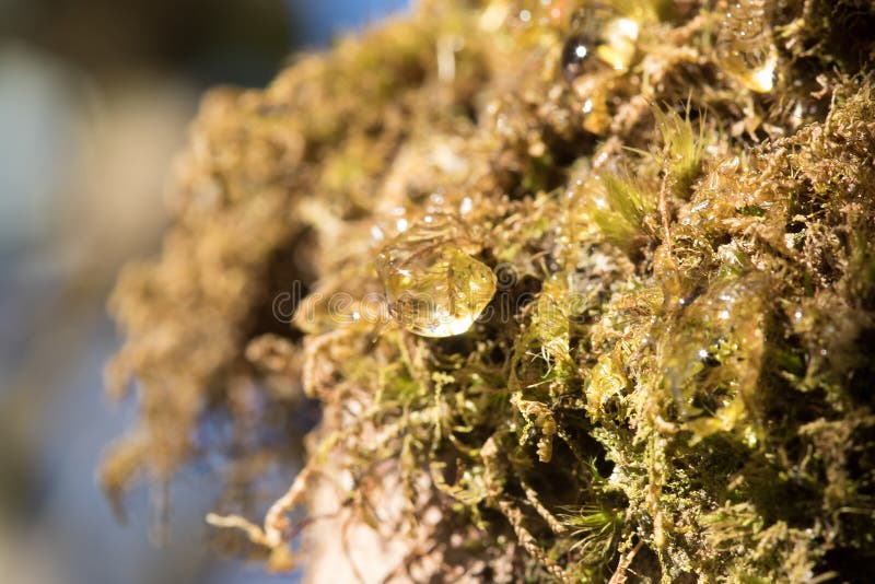 Drops of Water on Mosses in Nature Stock Image - Image of grass, flora ...