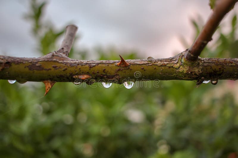 Drops of Water in Rose Tree Stock Image - Image of garden, green: 258986305