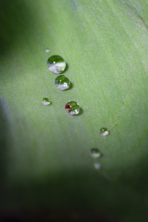 Drops of water stock photo. Image of natural, foliage - 192535296