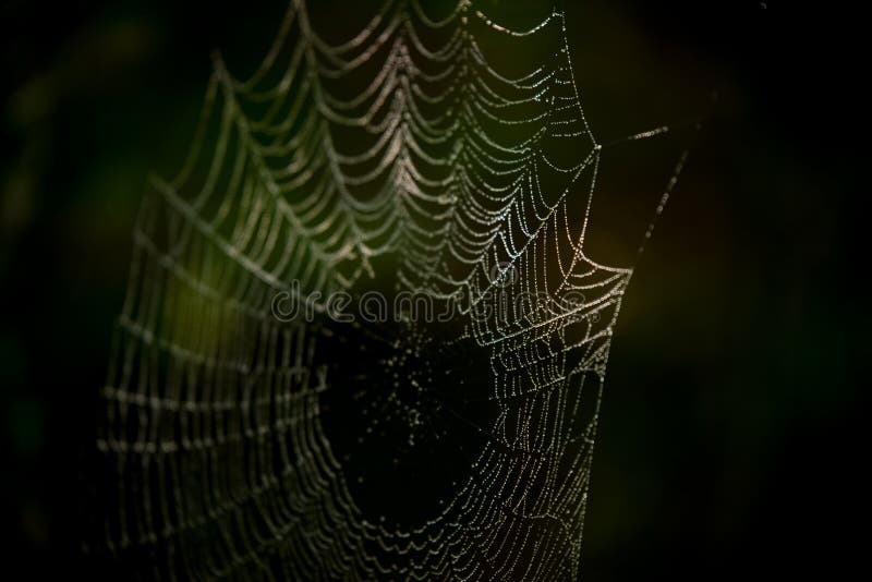 Drops of Water on the Spider Web Stock Image - Image of detail, miracle ...