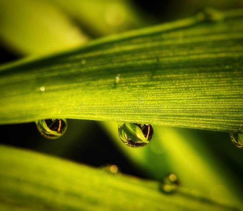 Drops of Water on the Tip of a Beautiful Leaf Stock Image - Image of ...