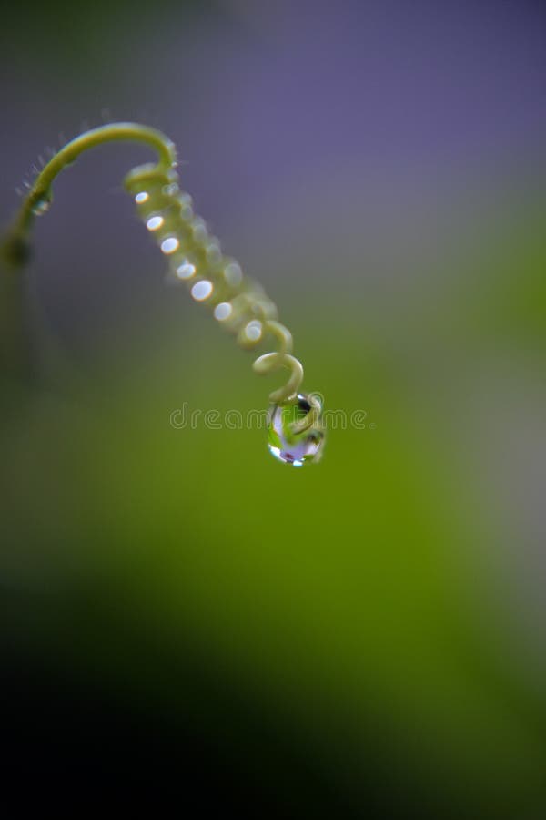 Drops of Water at the Tip of the Spiral Root Astray after the Rain ...