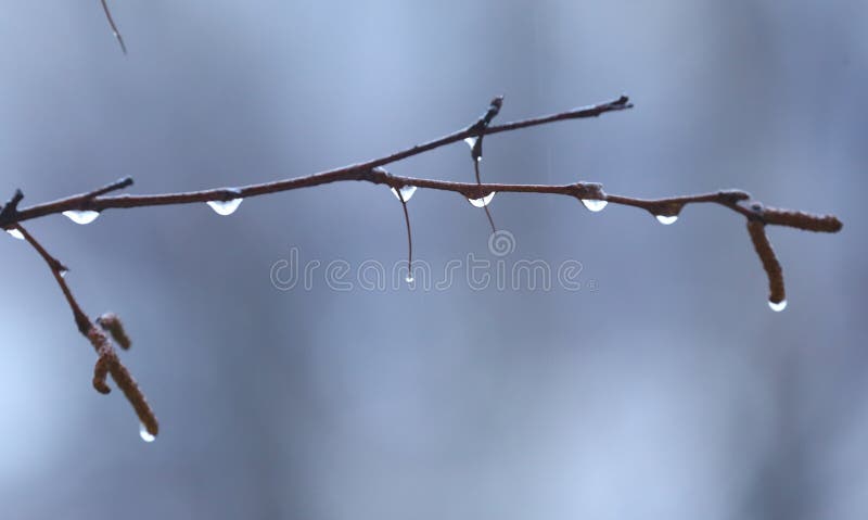 Drops of Water on a Tree Branch Stock Photo - Image of water, botany ...