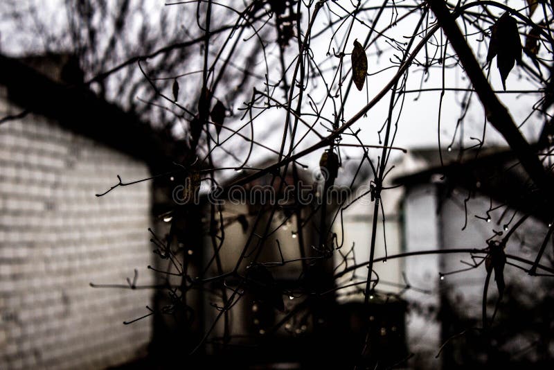 Drops of Water on Tree Branches. Gray Rain. Background. Texture Stock ...