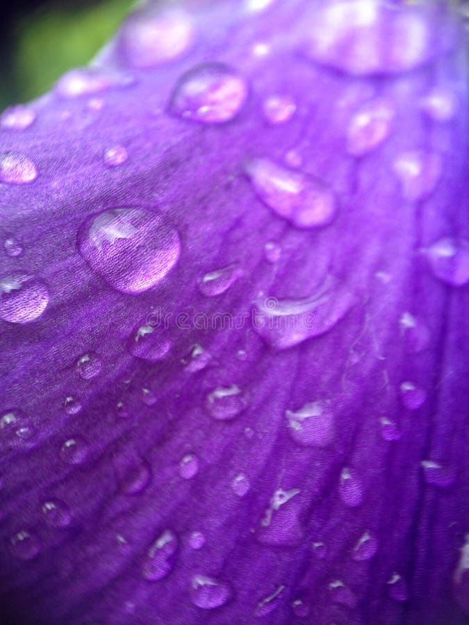 Drops of water on a violet stock photo. Image of petal - 107965288