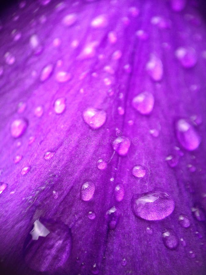 Drops of water on a violet stock photo. Image of petal - 107965288
