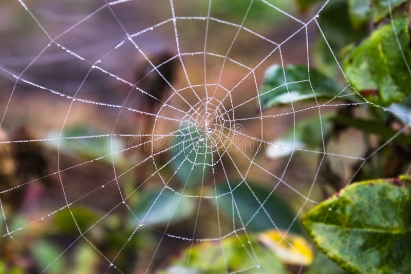 Drops of Water on a Web on a Background of Green Leaves Stock Image ...