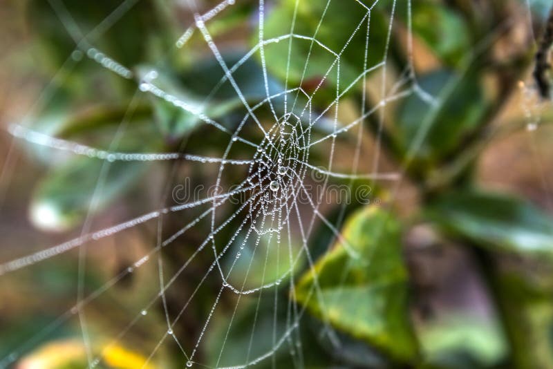 Drops of Water on a Web on a Background of Green Leaves Stock Image ...