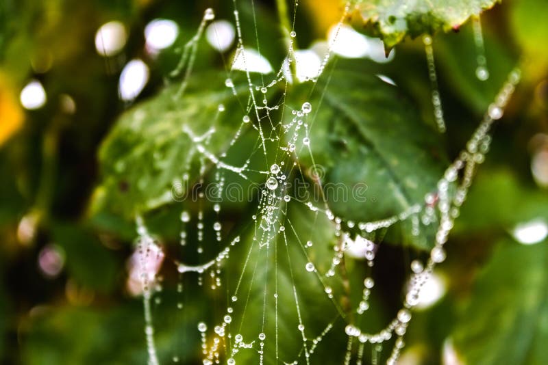 Drops of Water on a Web on a Background of Green Leaves Stock Image ...