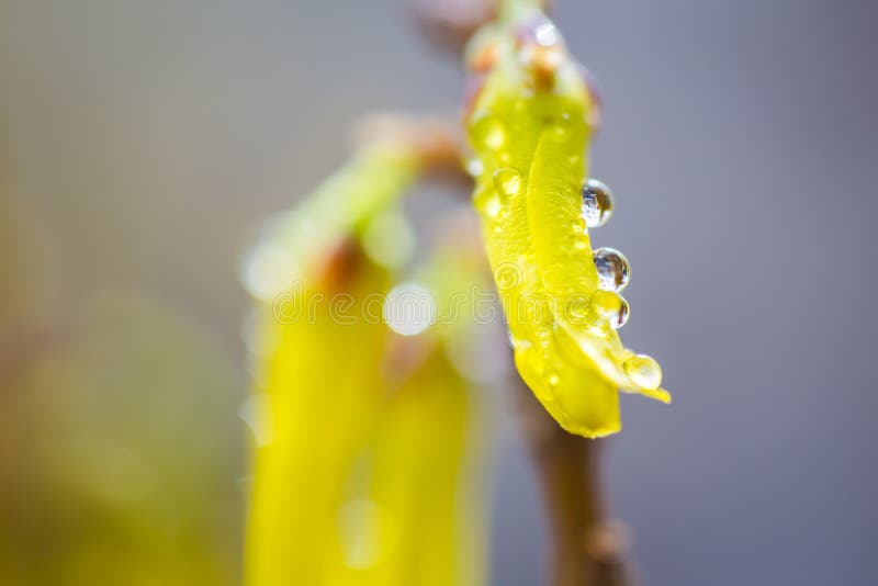 Drops on Yellow stock photo. Image of refraction, brown - 81663260