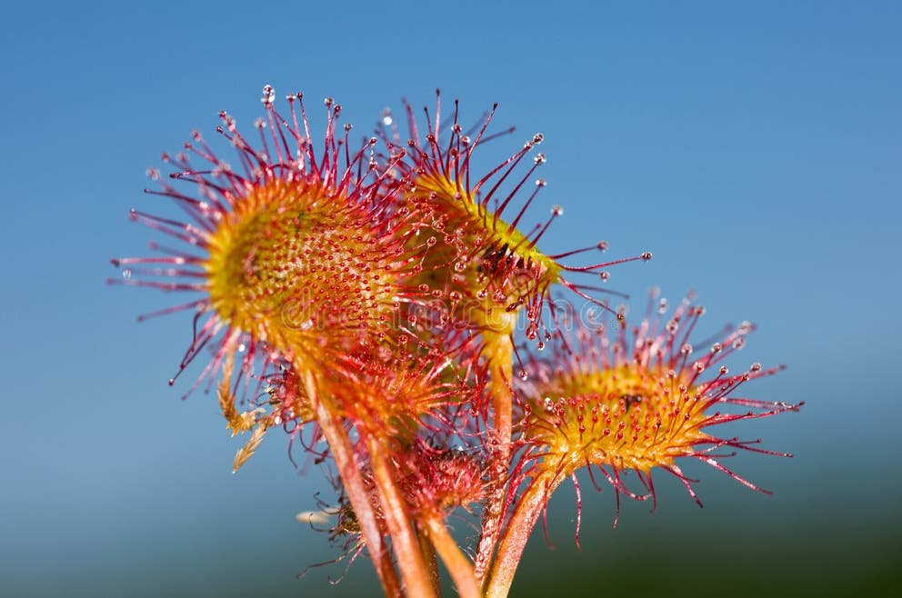 Drosera stock photo. Image of flowers, drosera, close - 16809918